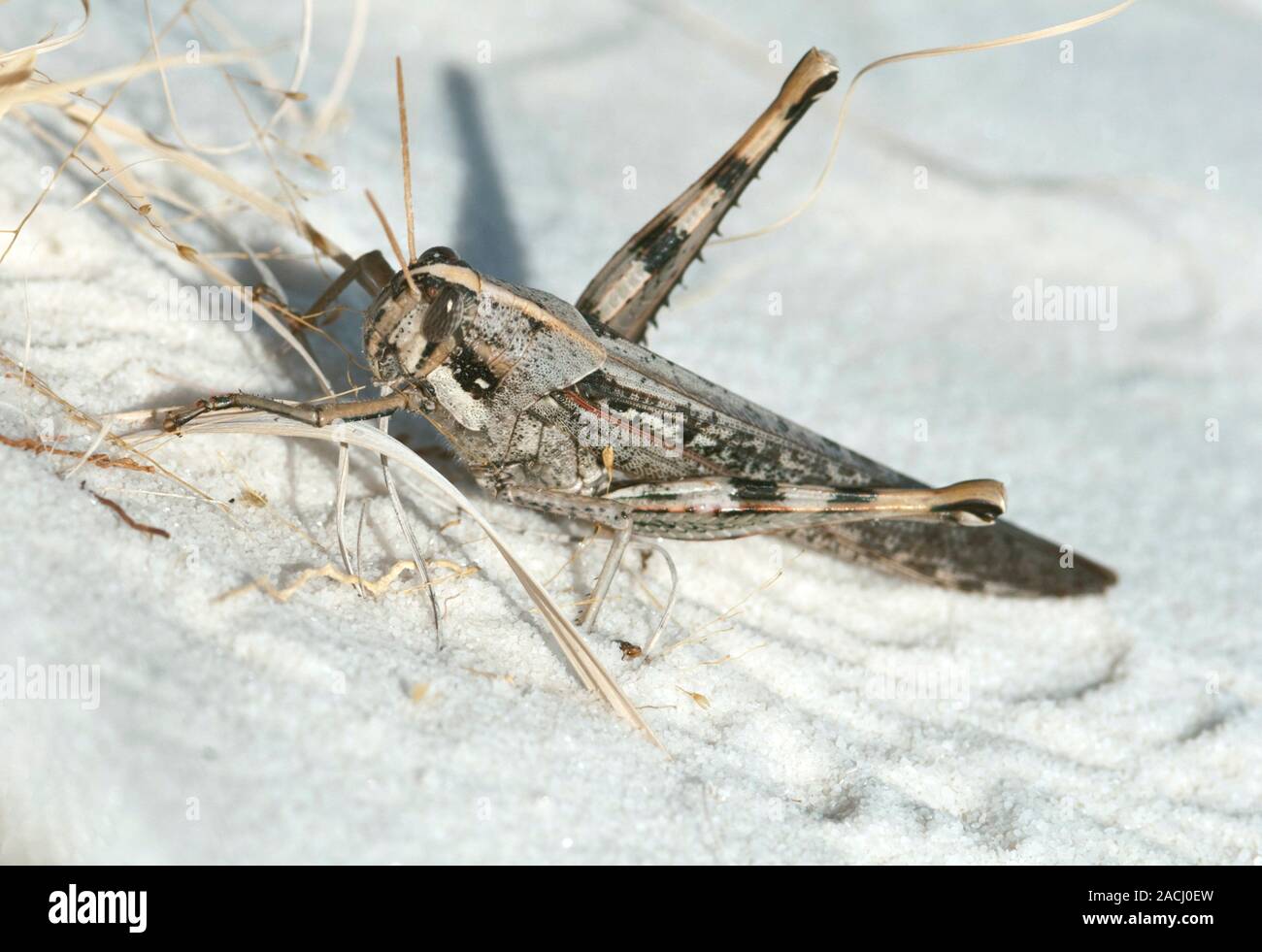 Desert grasshopper (Trimerotropis sp.) on white gypsum (selenite) sand ...