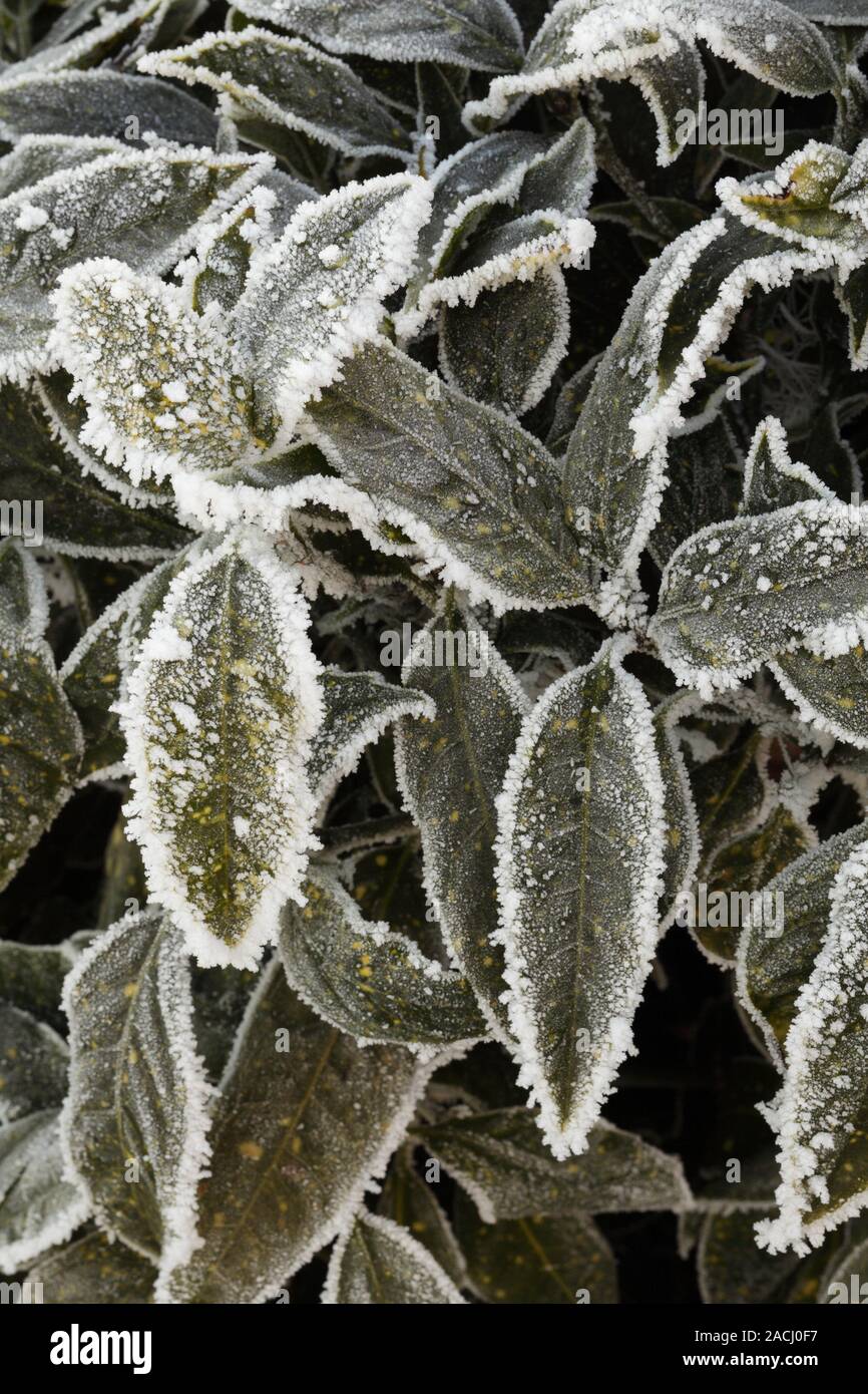 Frost/snow on variegated Aucuba -Spotted laurel Stock Photo - Alamy