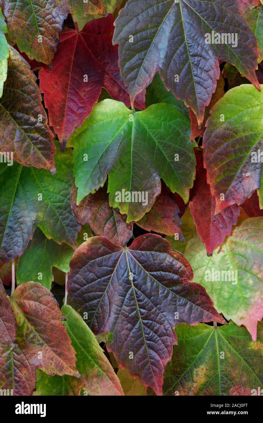 Boston ivy (Parthenocissus tricuspidata 'Veitchii' Stock Photo - Alamy
