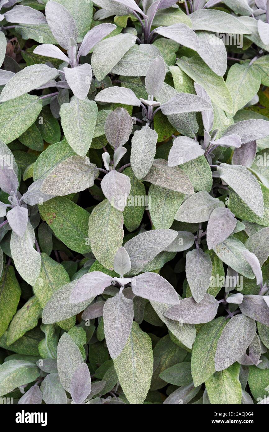 Purple sage (Salvia officinalis 'Purpurscens' Stock Photo - Alamy