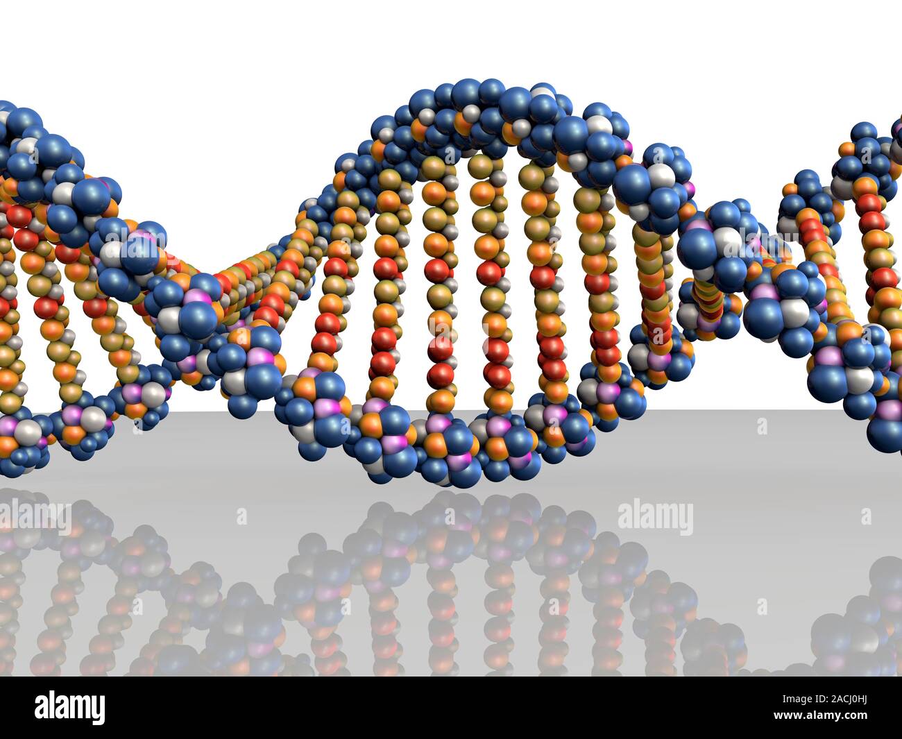 DNA molecule, computer artwork. DNA (deoxyribonucleic acid) is composed ...