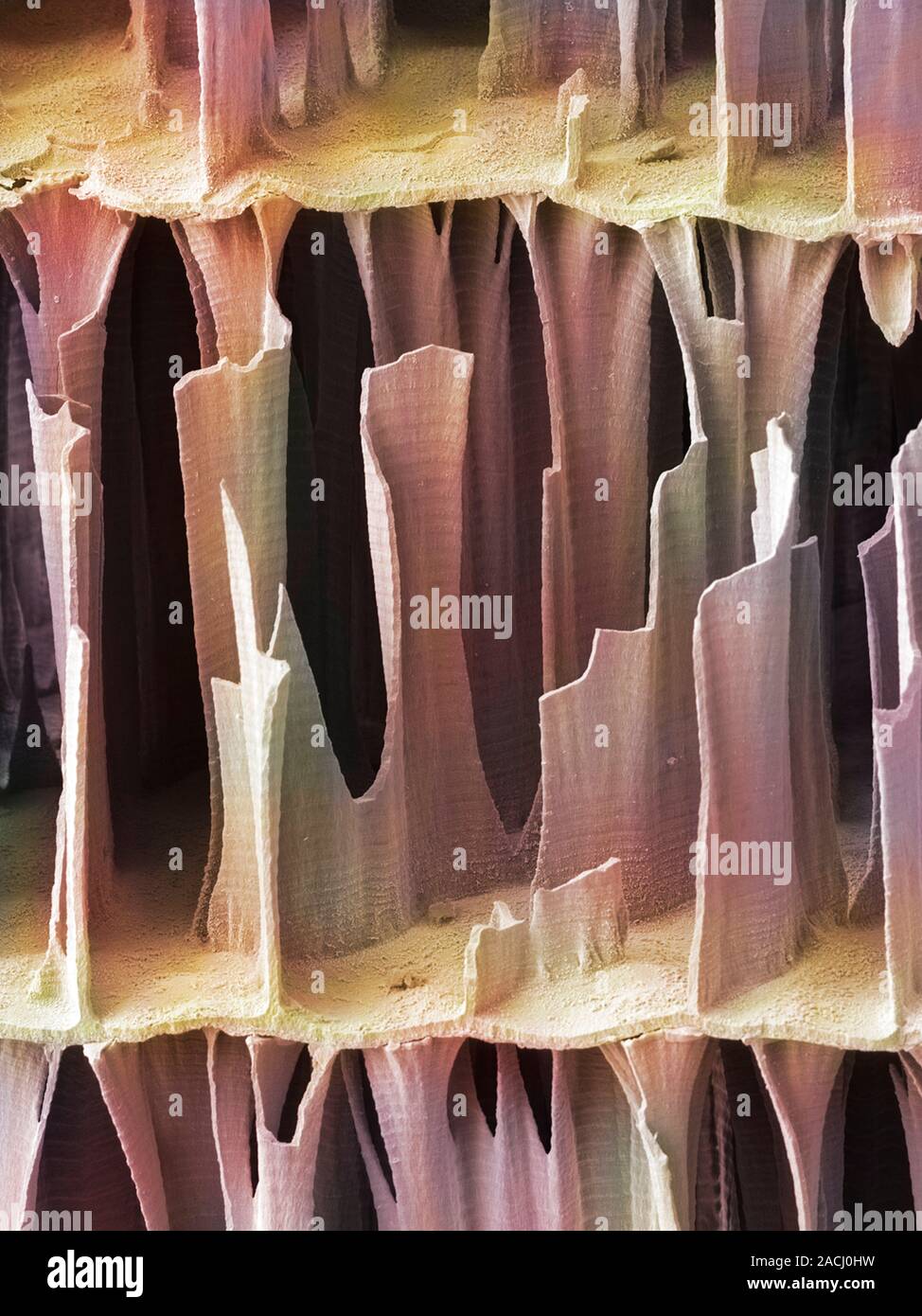 Cuttlefish bone. Coloured scanning electron micrograph (SEM) of the ...