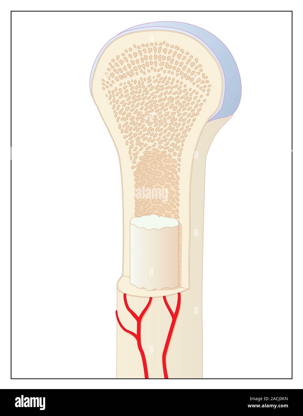 Bone structure. Artwork showing the structure of an adult long bone. At ...