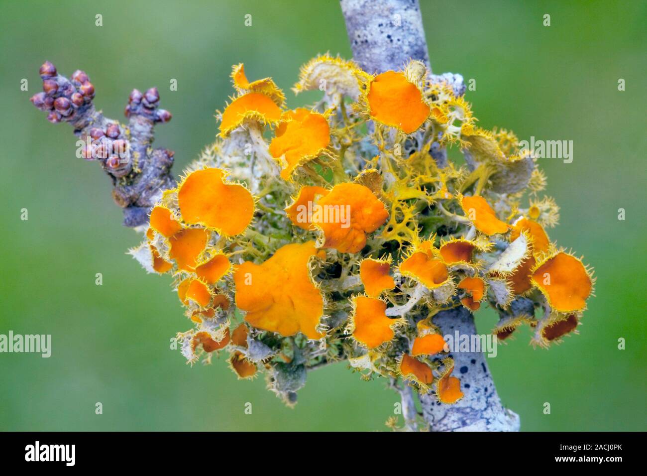 Golden eye lichen (Teloschistes chrysophthalmus) growing on blackthorn ...