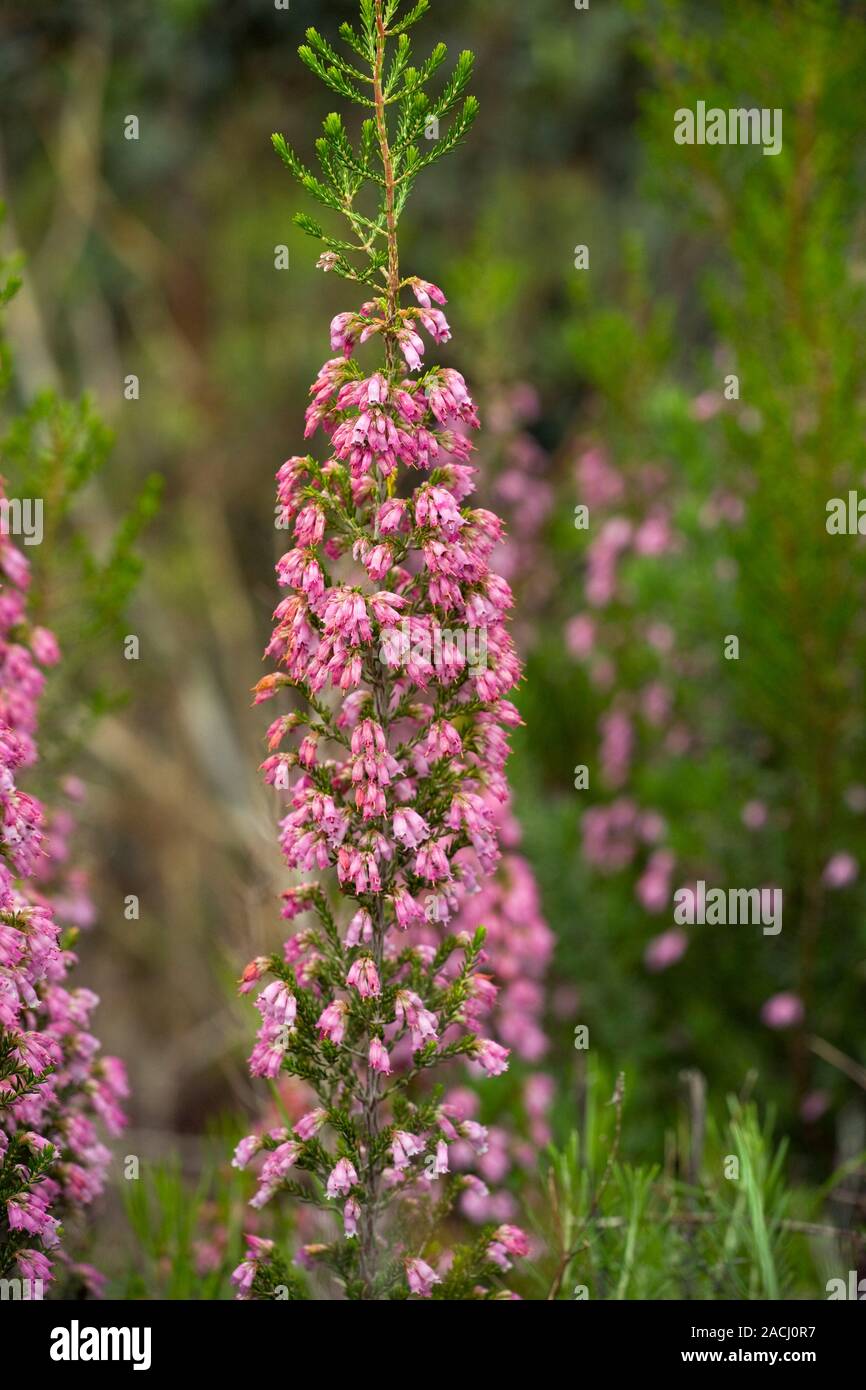 Spanish Heath (Erica australis) flowering in Algarve, Portugal Stock ...