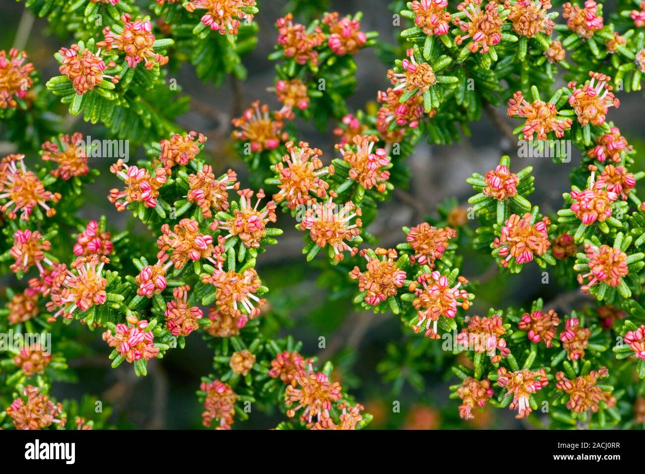 Portuguese Crowberry (Corema album), also known as Camarina, flowering on sand dunes in Algarve ...