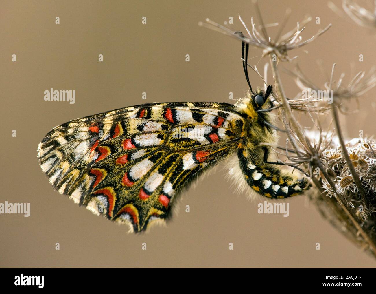 A Spanish festoon butterfly (Zerynthia rumina) on wild carrot, Algarve ...