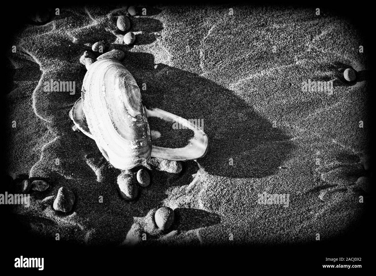 Seashells by the Seashore in B&W Stock Photo - Alamy