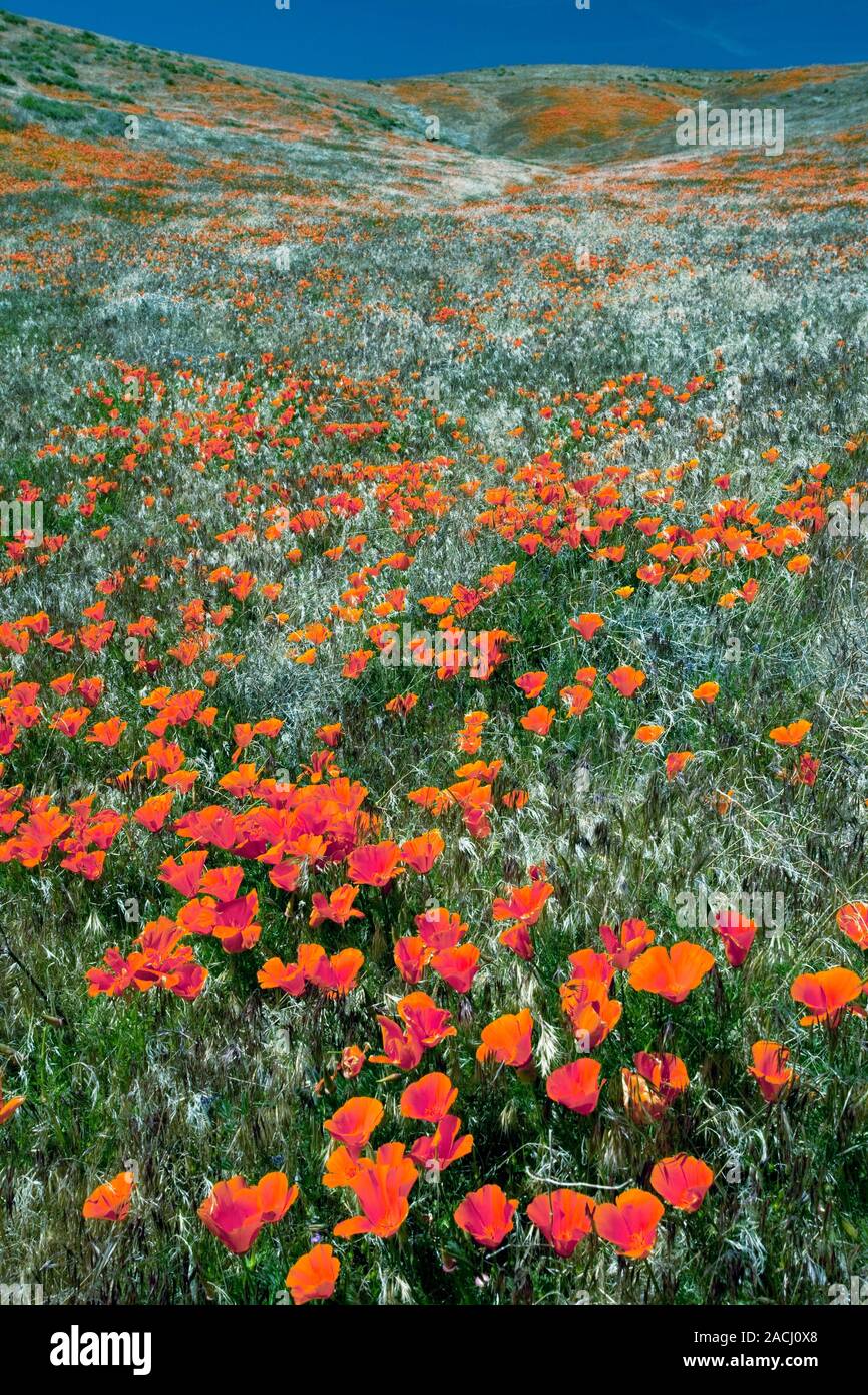 Masses of Californian Poppies (Eschscholzia californica) flowering at ...