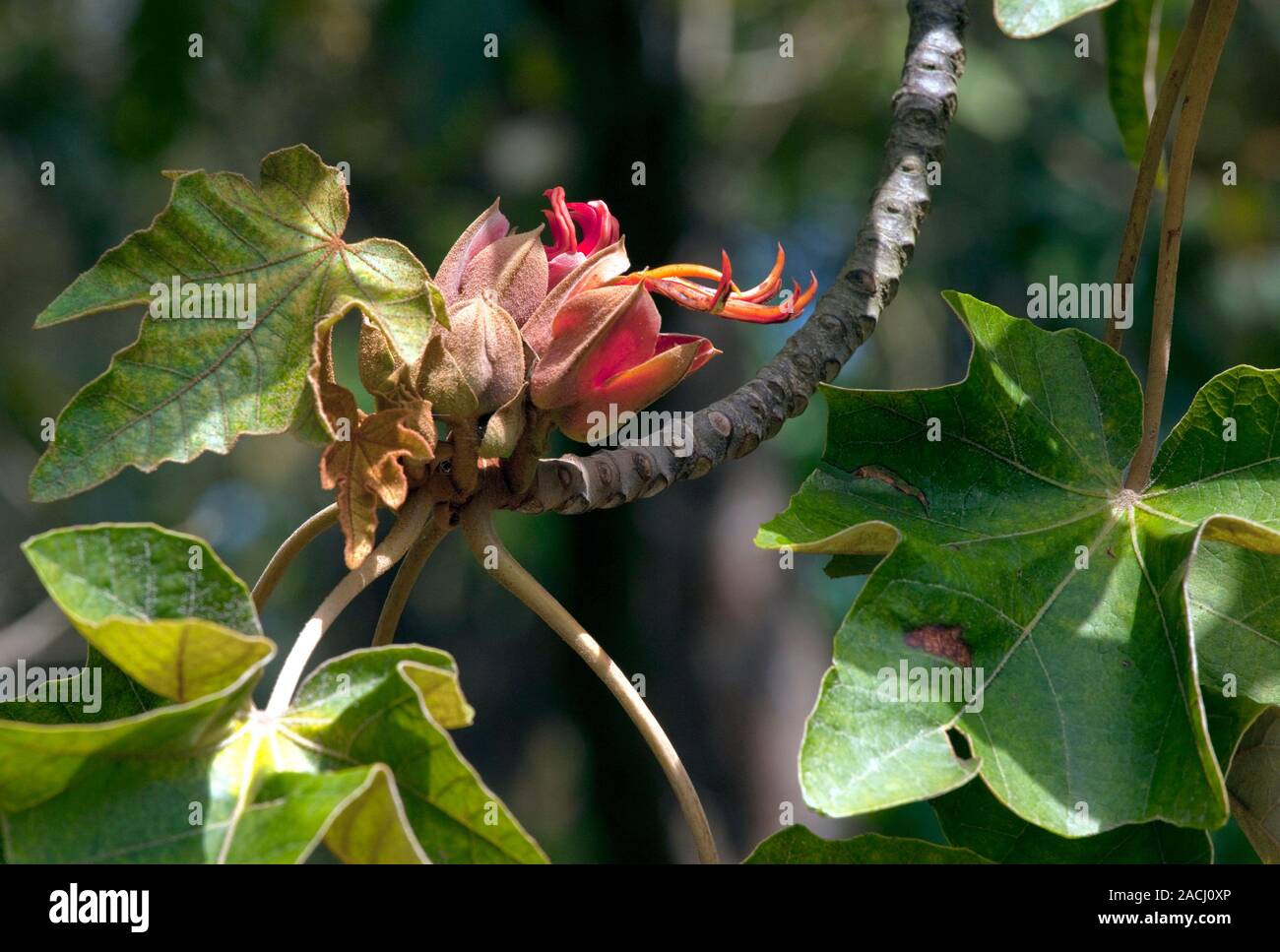 Mexican Hand Tree (Chiranthodendron pentadactylon), also known as Devil ...