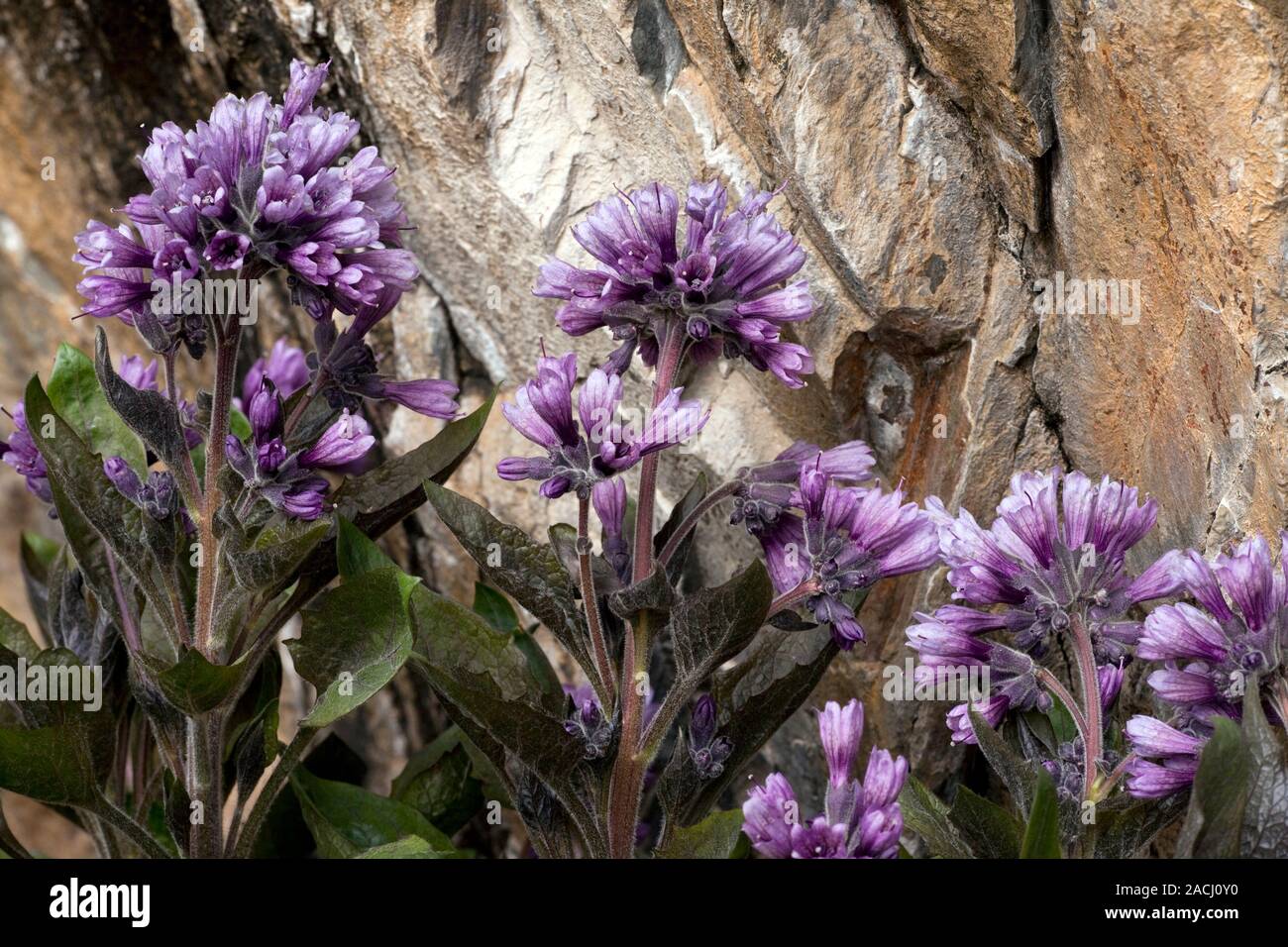 Physochlaina orientalis, flowering in the Great Caucasus in Georgia ...
