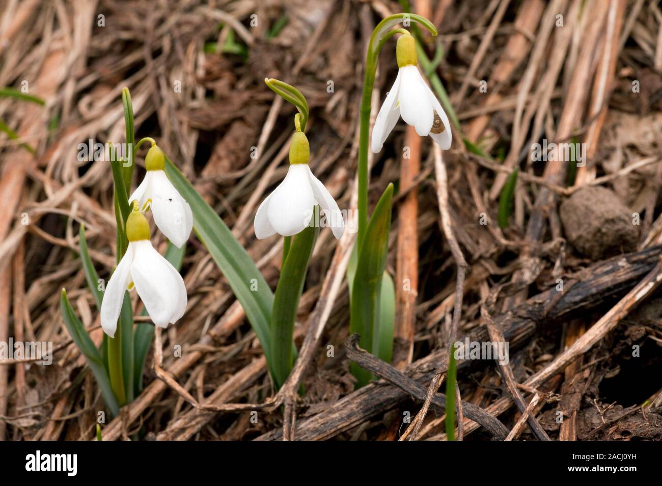 Caucasian Snowdrop (Galanthus caucasicus) flowering in the Lesser ...