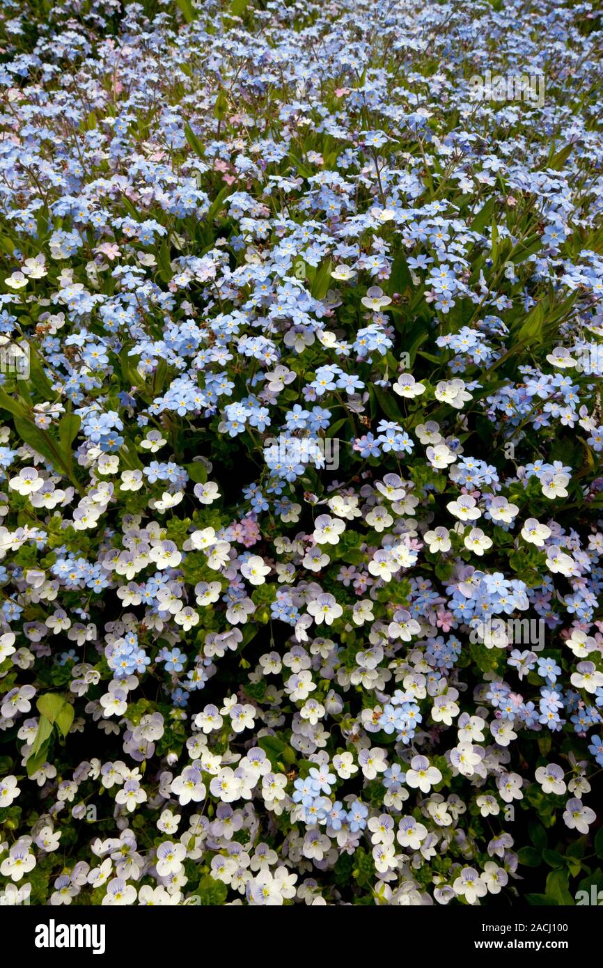 Wood Forget-me-not (Myosotis sylvatica) with Slender Speedwell ...