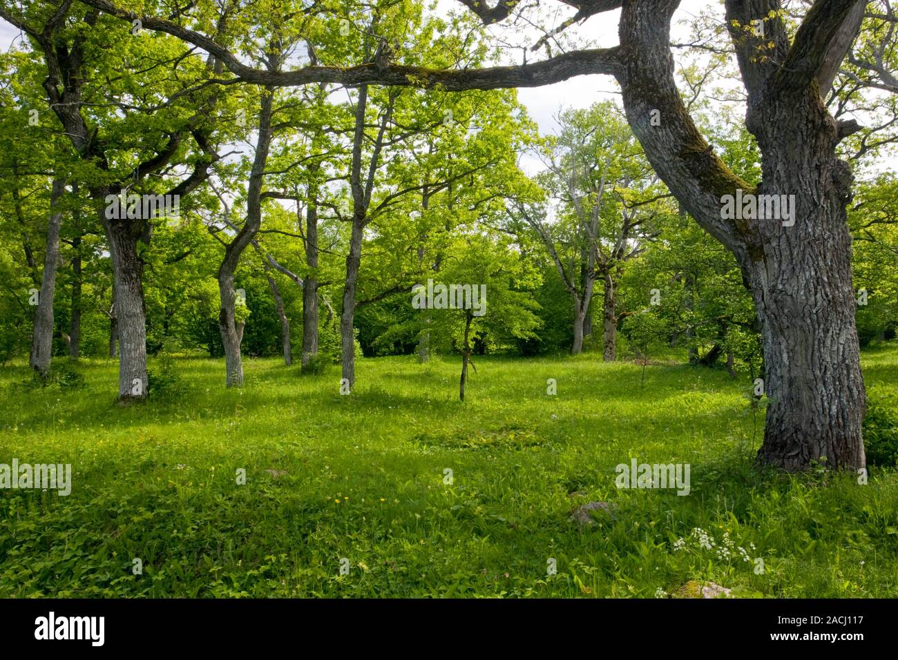 Ancient wood pasture at Oak Grove, Saarema Island, Estonia Stock Photo ...