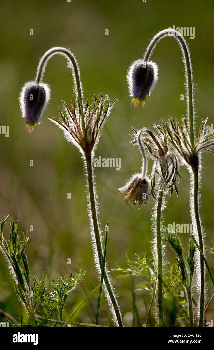 Pasque flower (Pulsatilla) seedheads, backlit with sunlight, in Estonia ...