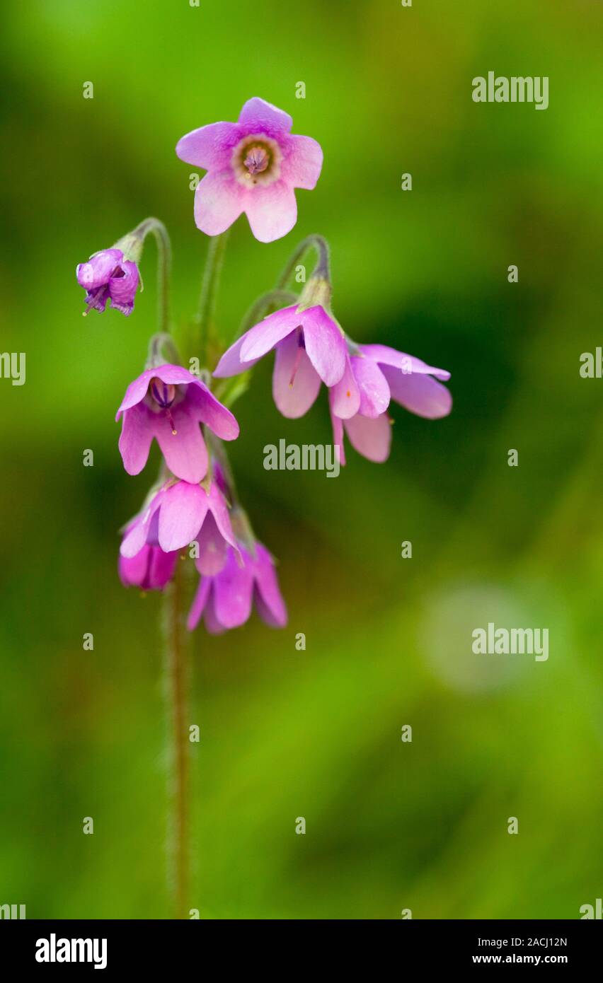 Alpine bells (Cortusa matthiola) flowering in Romania Stock Photo - Alamy