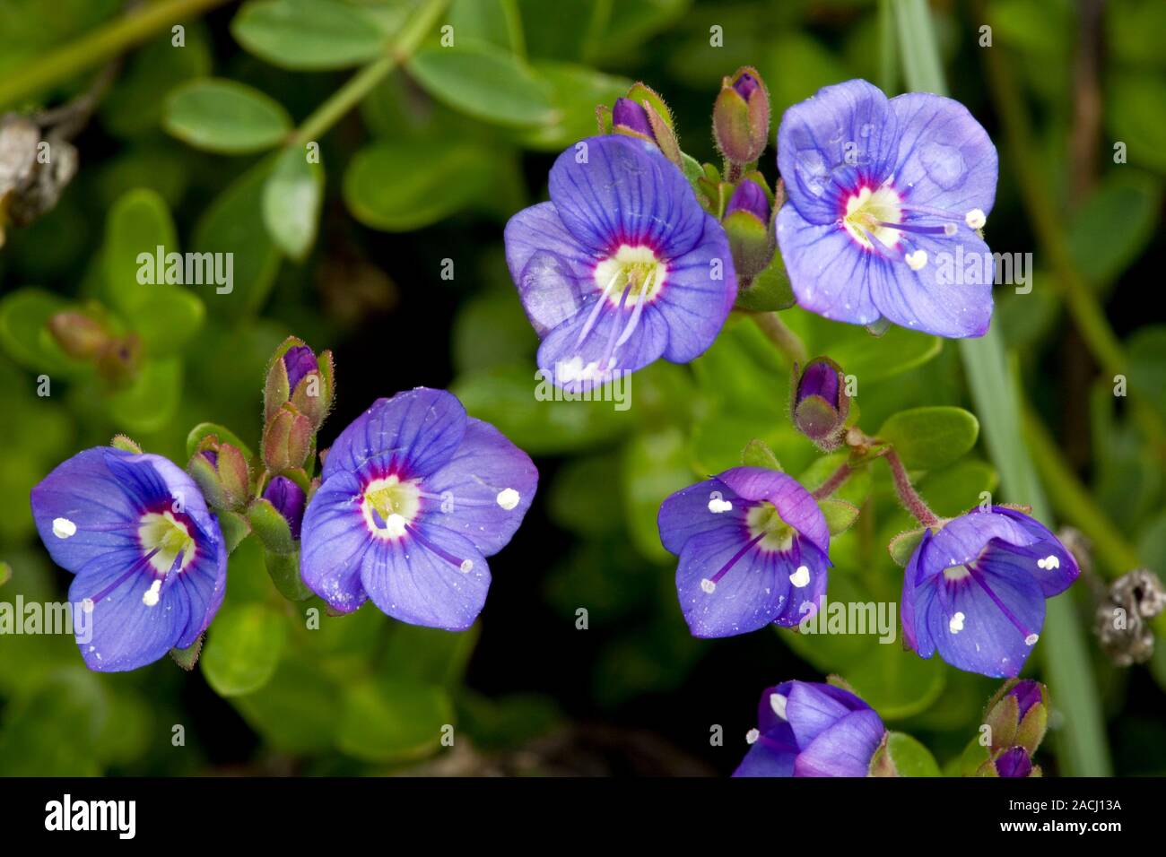 Rock Speedwell (Veronica fruticans) flowering in the Swiss Alps. This ...