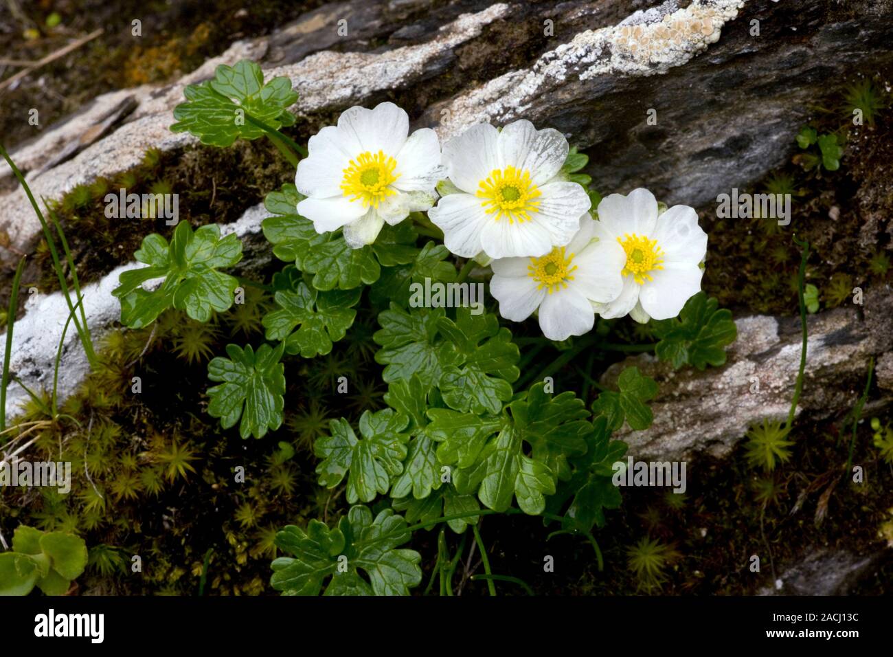 Alpine Buttercup (Ranunculus alpestris) flowering in the Swiss Alps ...