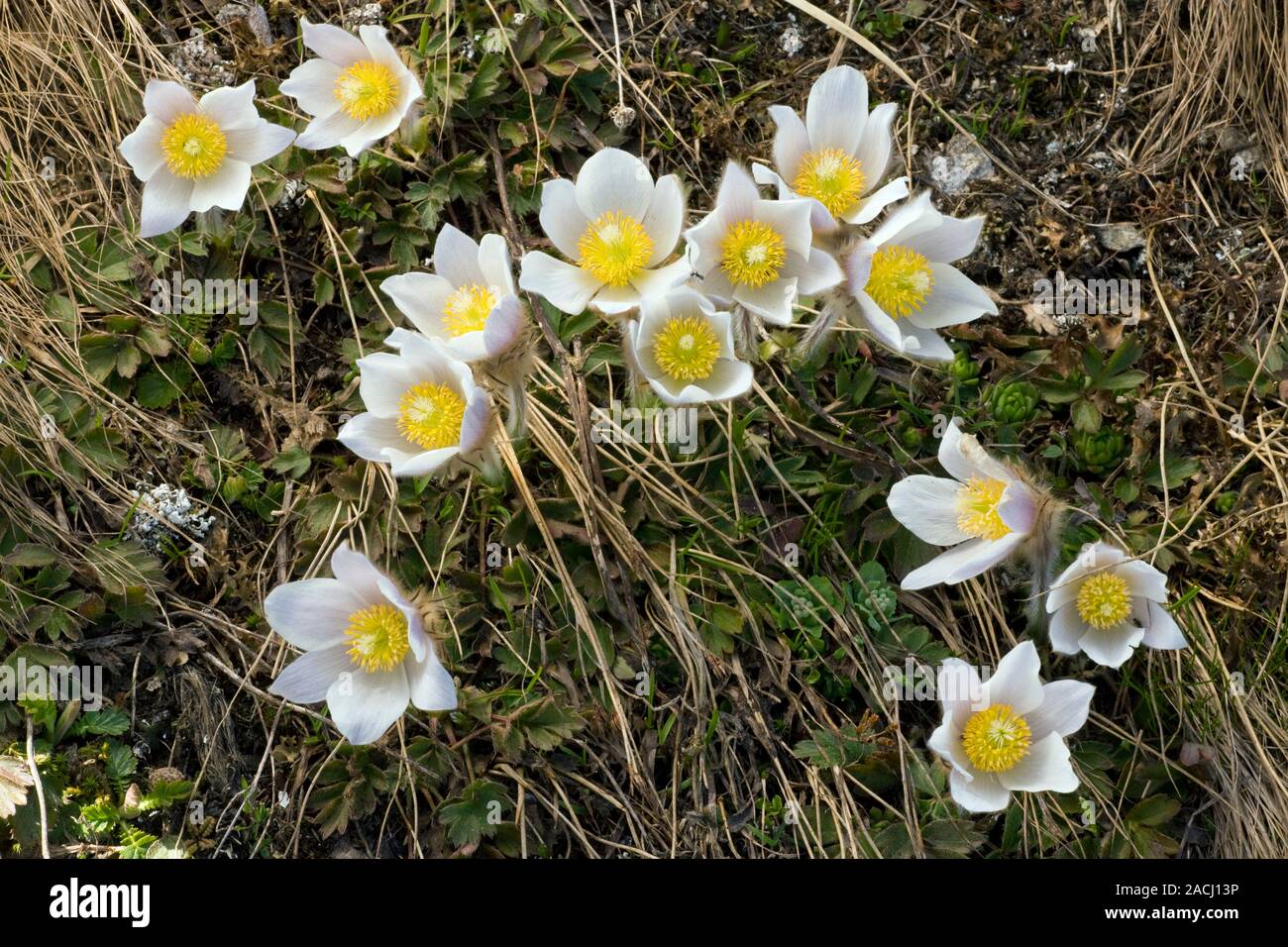 Spring Pasque flower (Pulsatilla vernalis) near the snow-line in the ...