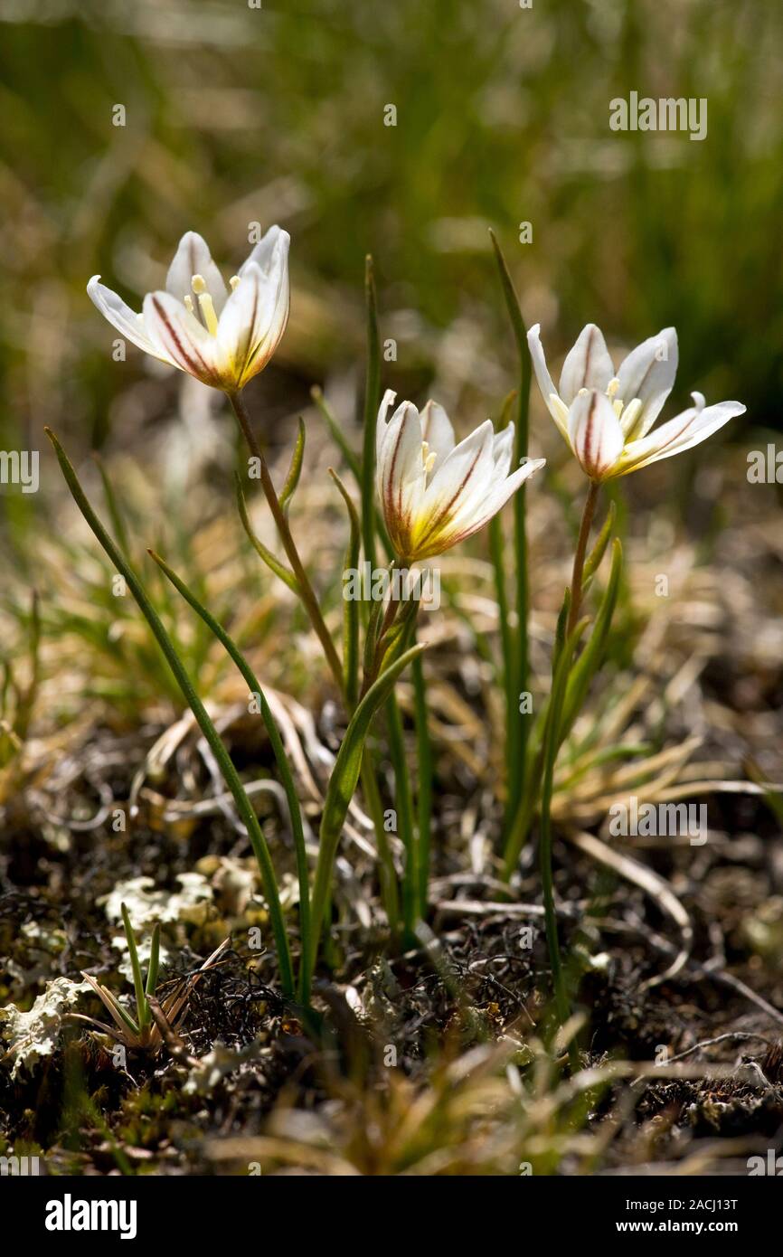 Snowdon Lily (Lloydia serotina) flowering in the Swiss Alps Stock Photo ...
