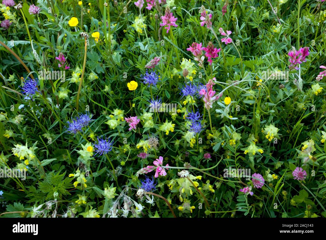 Hay meadow with wildflowers including Round-headed Rampion and Sainfoin ...