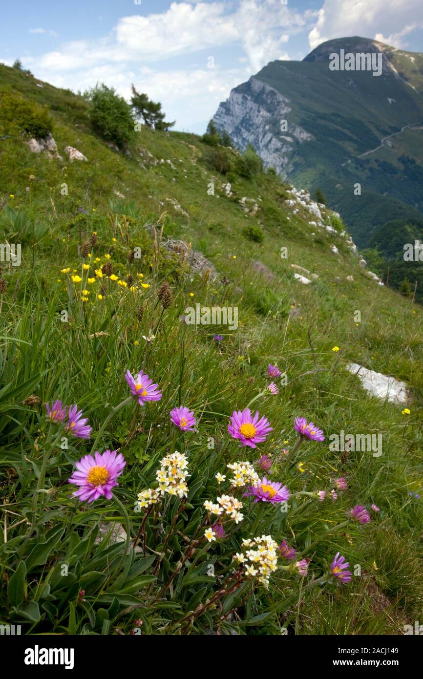 Alpine Aster, Livelong Saxifrage and other wildflowers, growing on ...