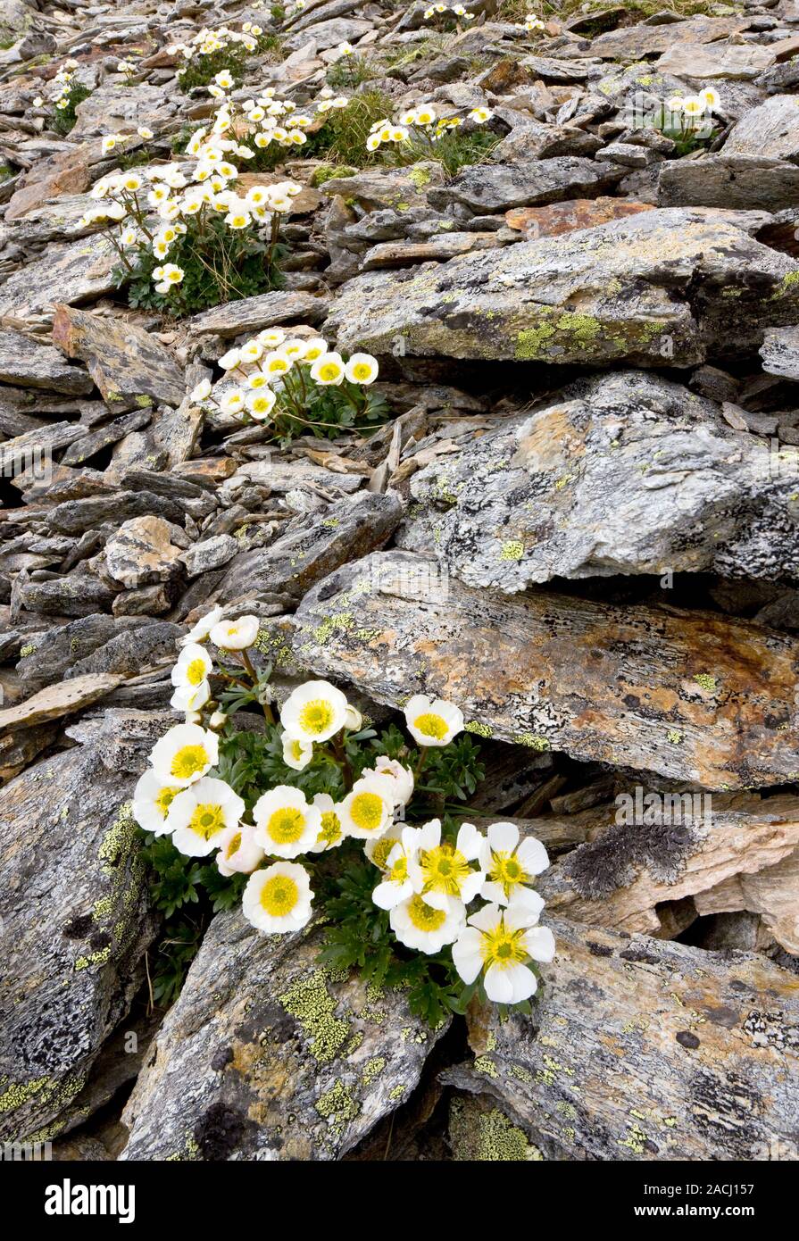Glacier Crowfoot (Ranunculus glacialis), also known as Glacier ...
