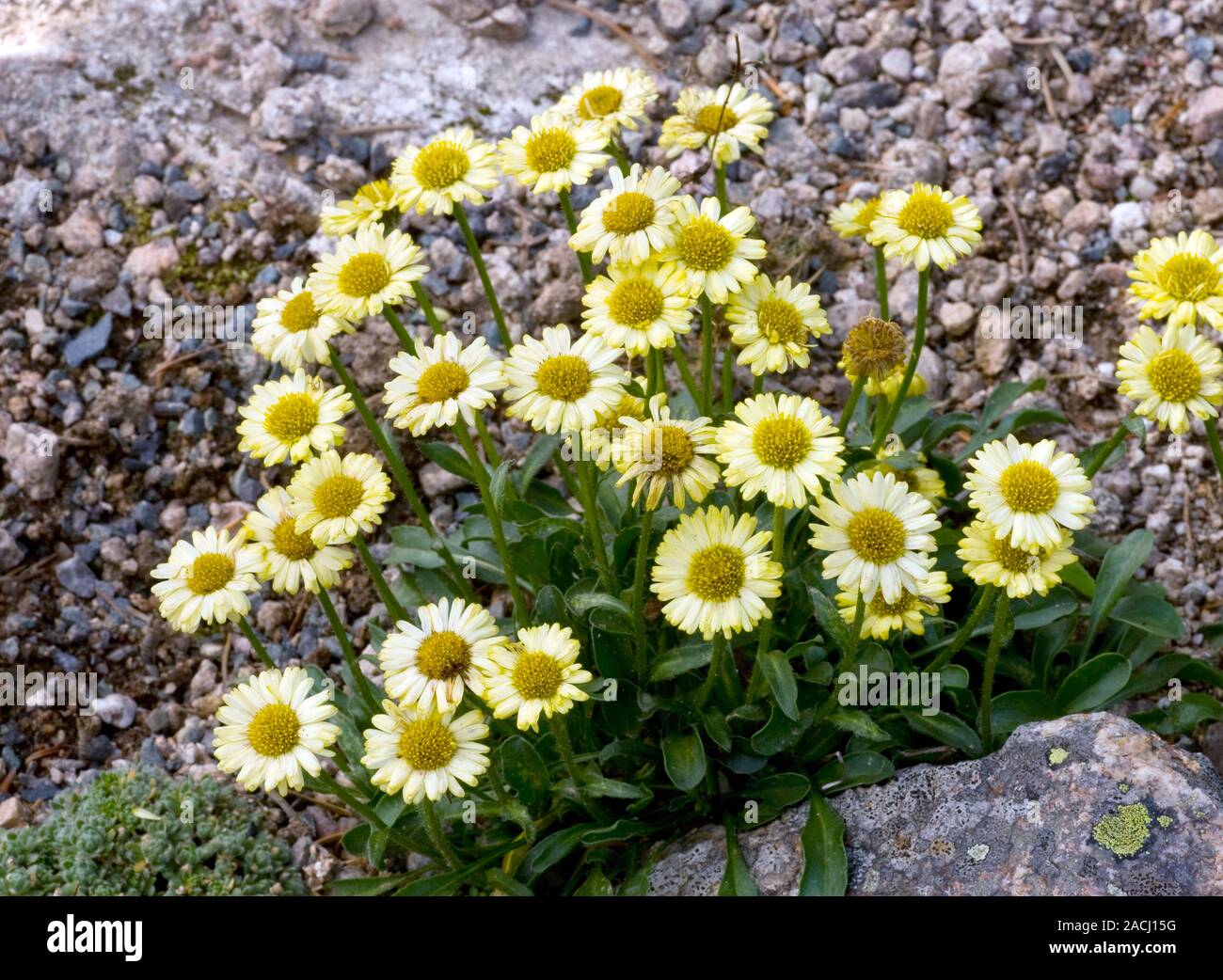Yellow Alpine Fleabane (Erigeron aureus) flowering in North-west USA ...