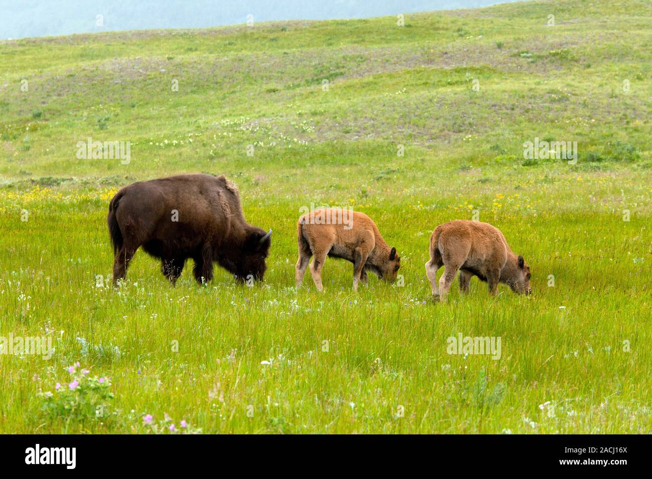 American bison (Bison bison) grazing on prairie in Waterton, Canada ...