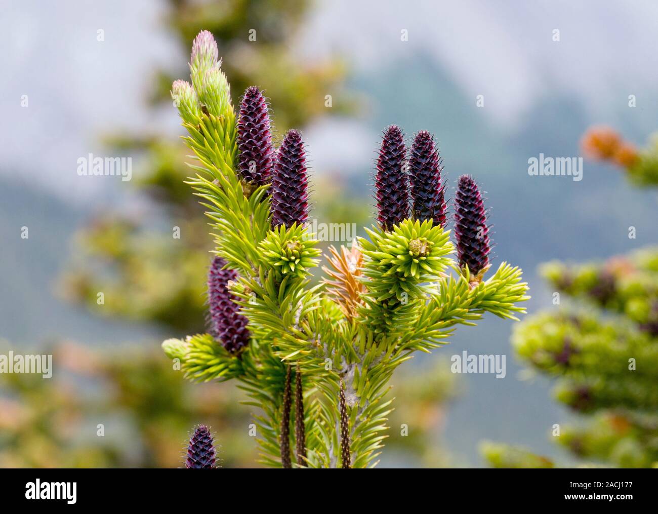 Subalpine Fir (Abies bifolia) showing young female cones at Banff ...