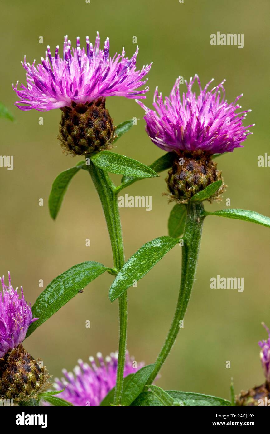 Common Knapweed (Centaurea nigra) flowering in grassland in Dorset ...