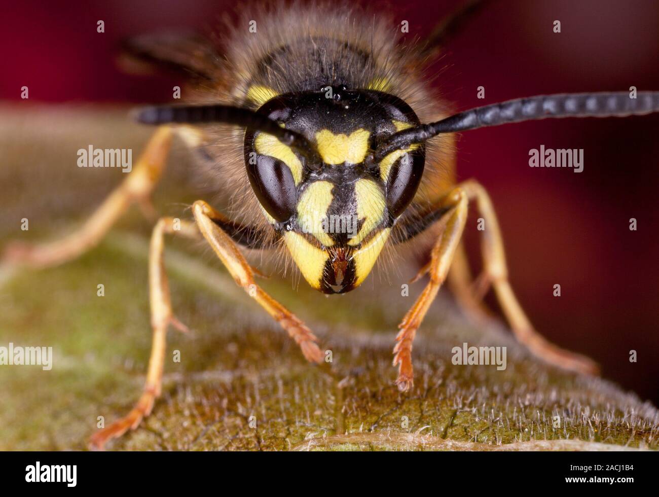 A common wasp (Vespula vulgaris) in Dorset, England Stock Photo - Alamy