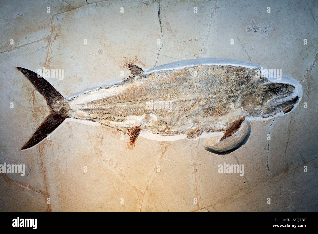 Fish fossil. Fossilised remains of a Hypsocormus sp. fish. IHypsocormus ...
