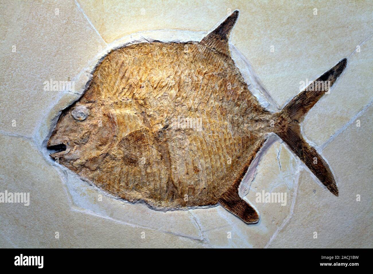 Fish fossil. Fossilised remains of a Gyrodus Hexagonus fish. Gyrodus ...