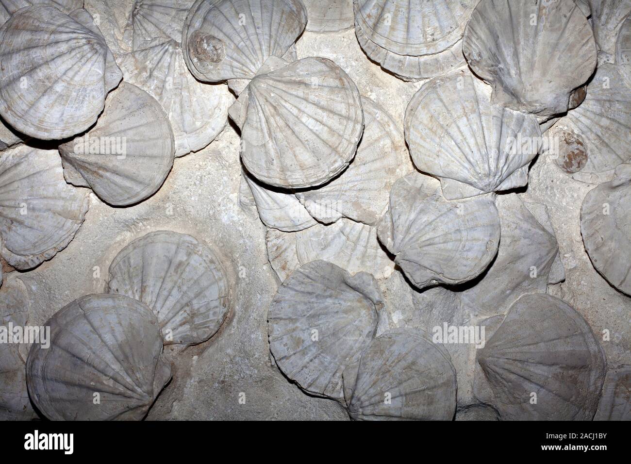 Scallop fossils. Fossilised remains of Chlamys Latissima scallops ...