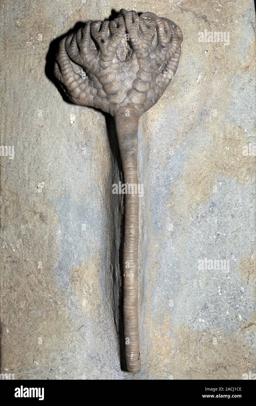 Fossil crinoid (Taxocrinus undulata). Crinoid, or sea lily, fossil ...