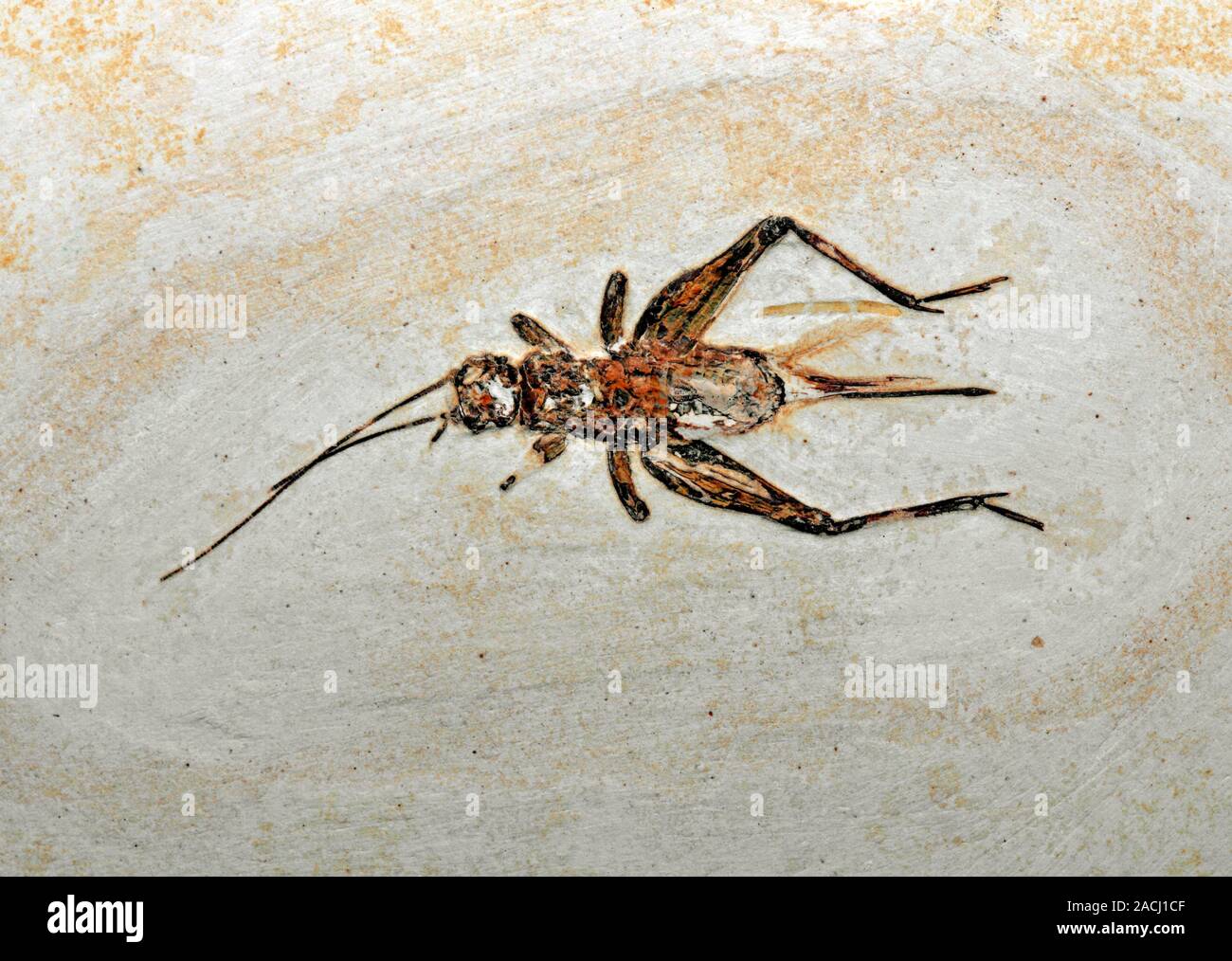 Locust fossil. This fossil dates from the Cenomanian age (circa 90 ...