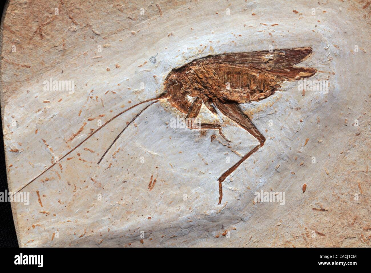 Locust fossil. This fossil dates from the Cenomanian age (circa 90 ...