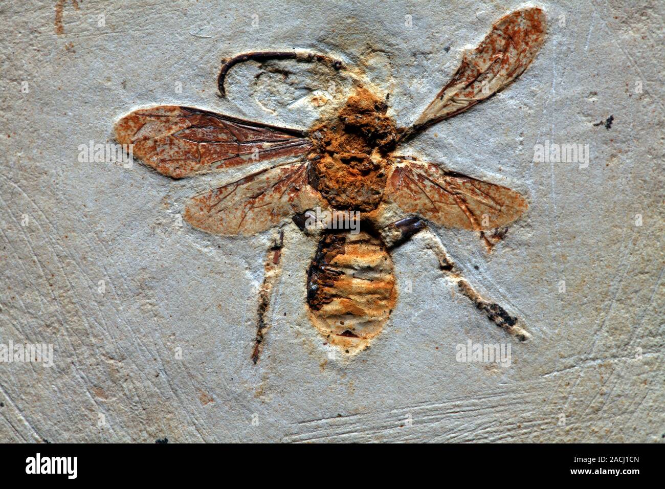Wasp fossil. This fossil dates from the Cenomanian age (circa 90 ...