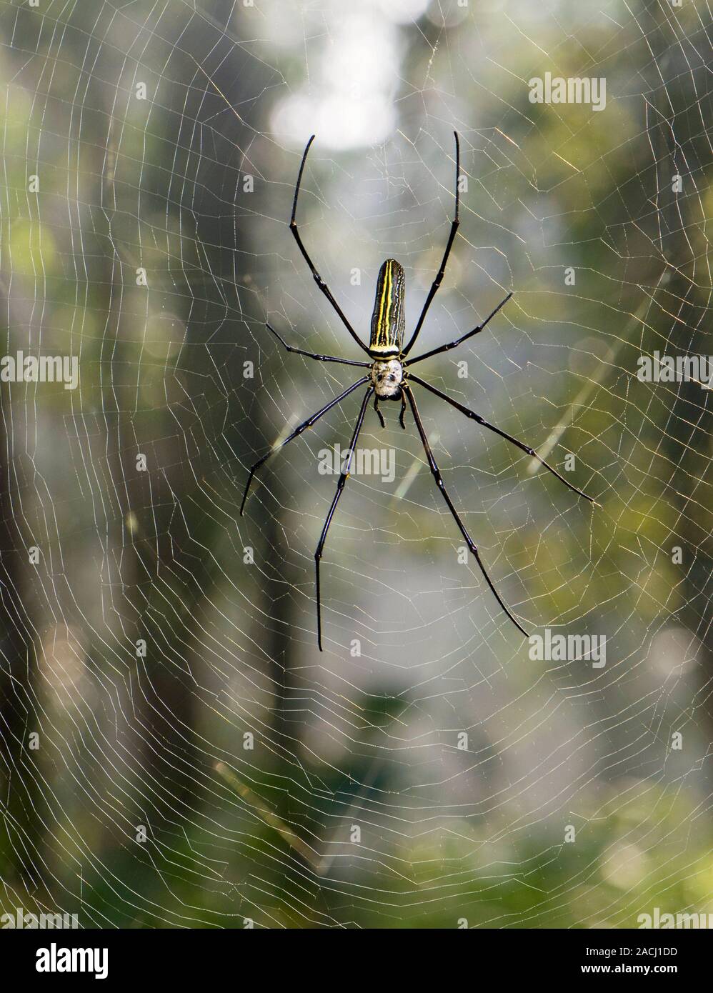Golden orb-weaver spider. Female golden orb-weaver (Nephila maculata ...