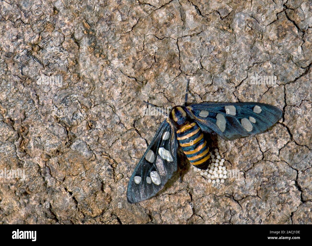 Moth (Amata passalis ) laying eggs on a tree trunk Stock Photo - Alamy
