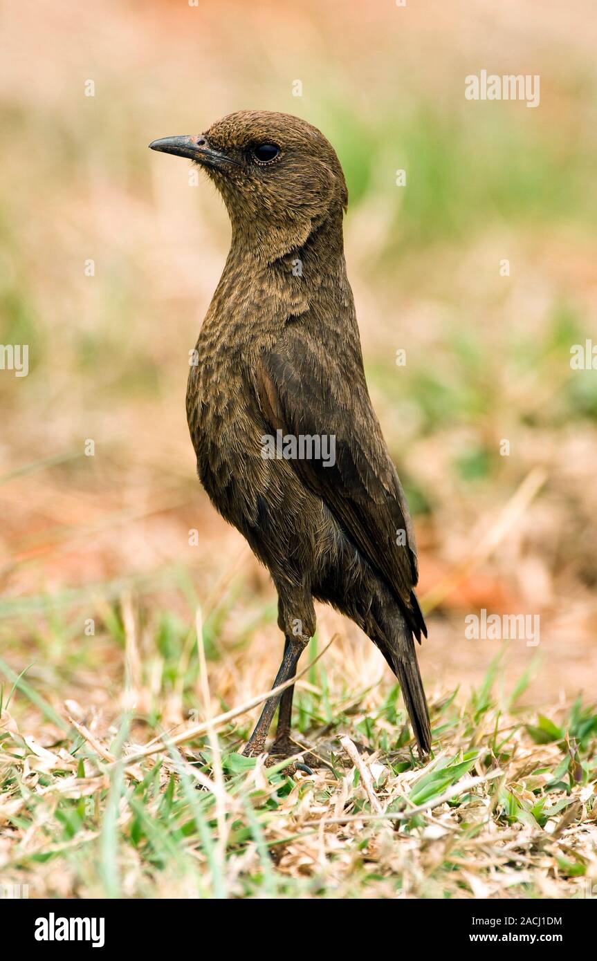 Southern anteater-chat (Myrmecocichla formicivora) standing erect. Photographed in the Rietvlei ...