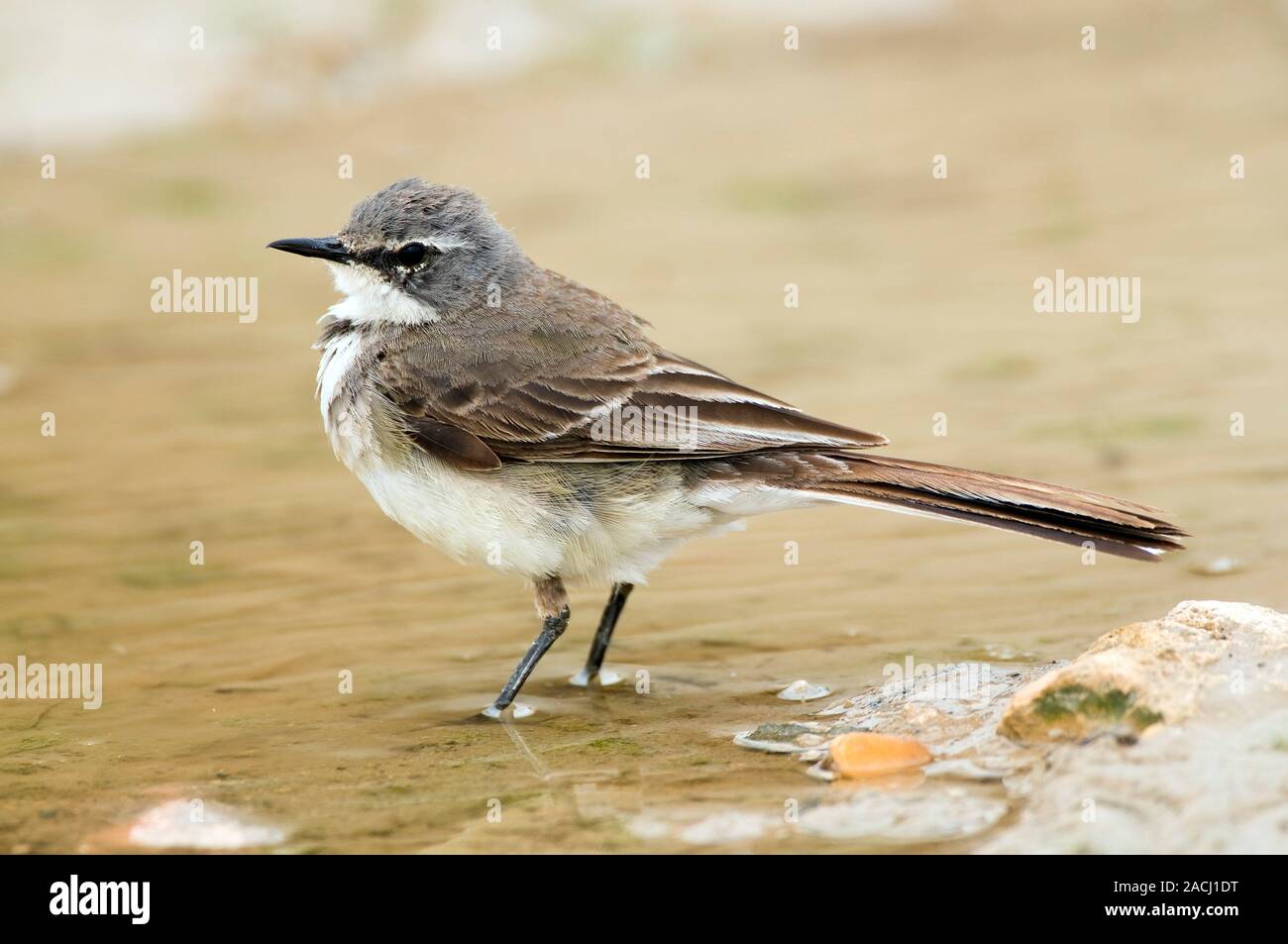 Cape wagtail (Motacilla capensis) in a bathing and drinking pool ...