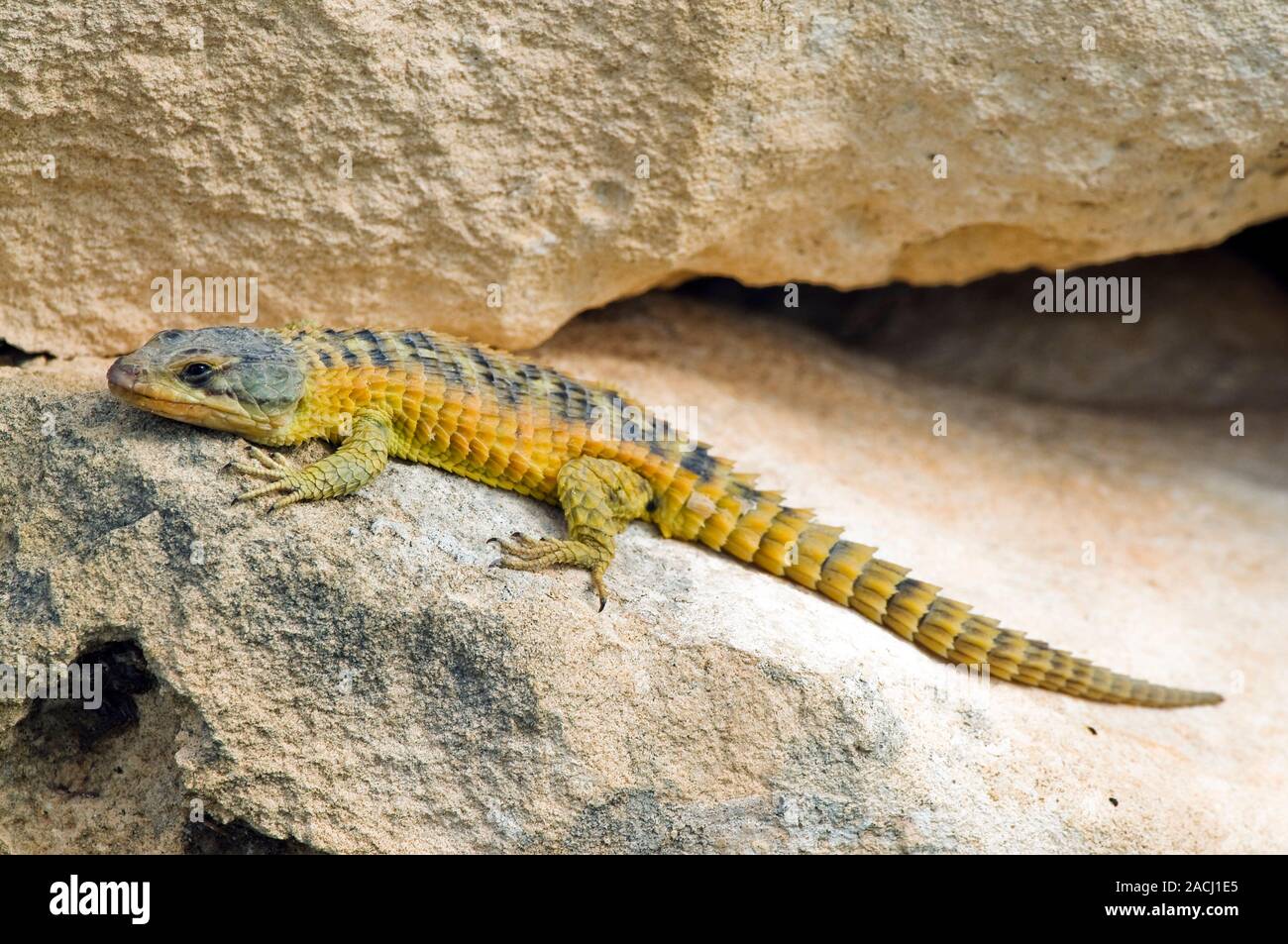 Cape girdled lizard (Cordylus cordylus) sunning itself on rocks ...