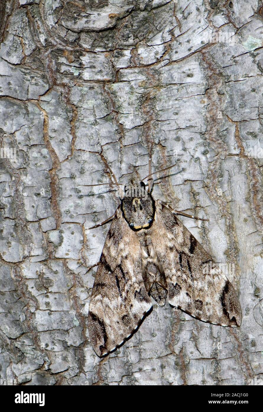 Australian privet hawk moth (Psilogramma merephron) camouflaged against ...
