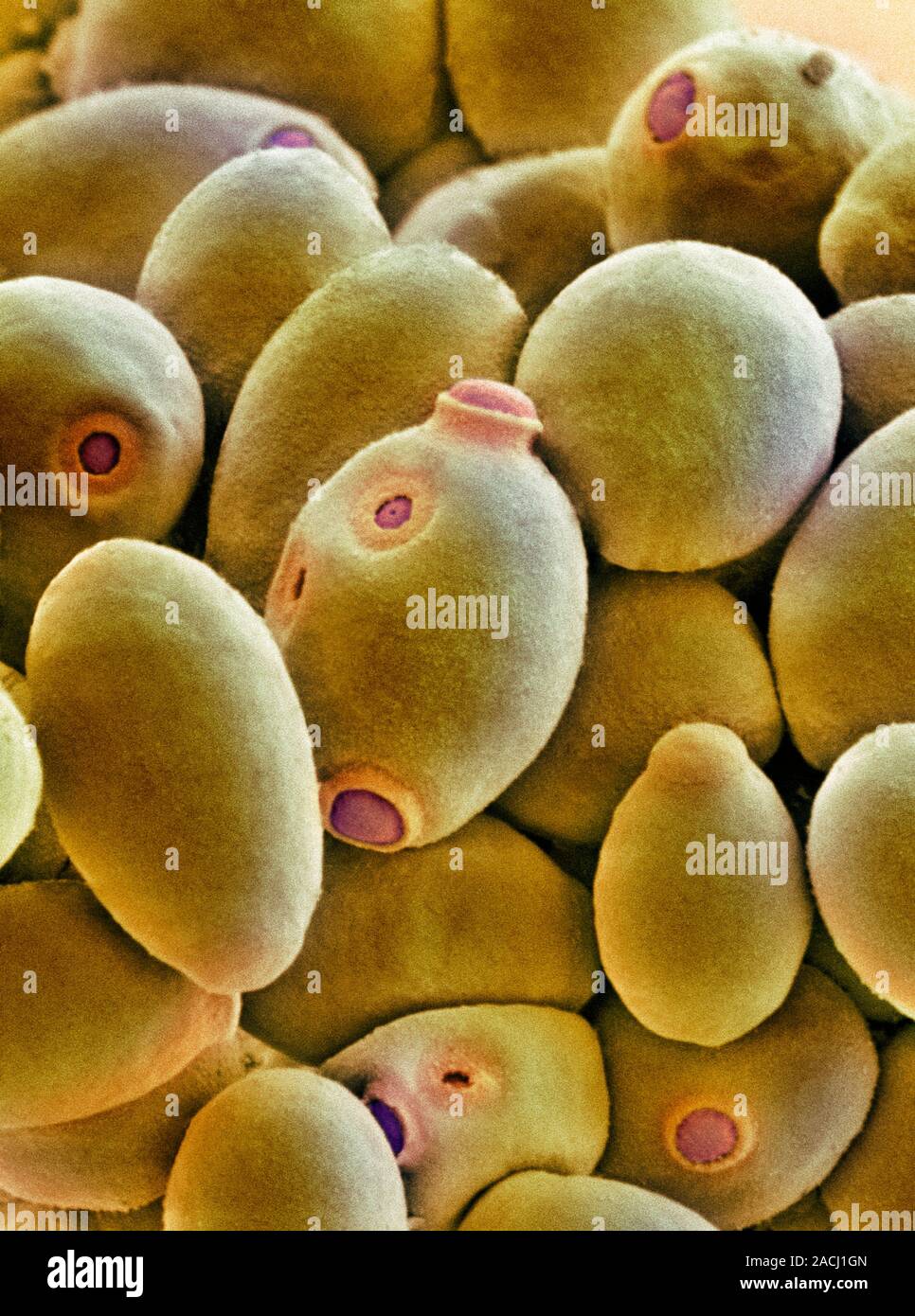 Yeast Cells Coloured Scanning Electron Micrograph Sem Of Cells Of Brewers Or Bakers Yeast