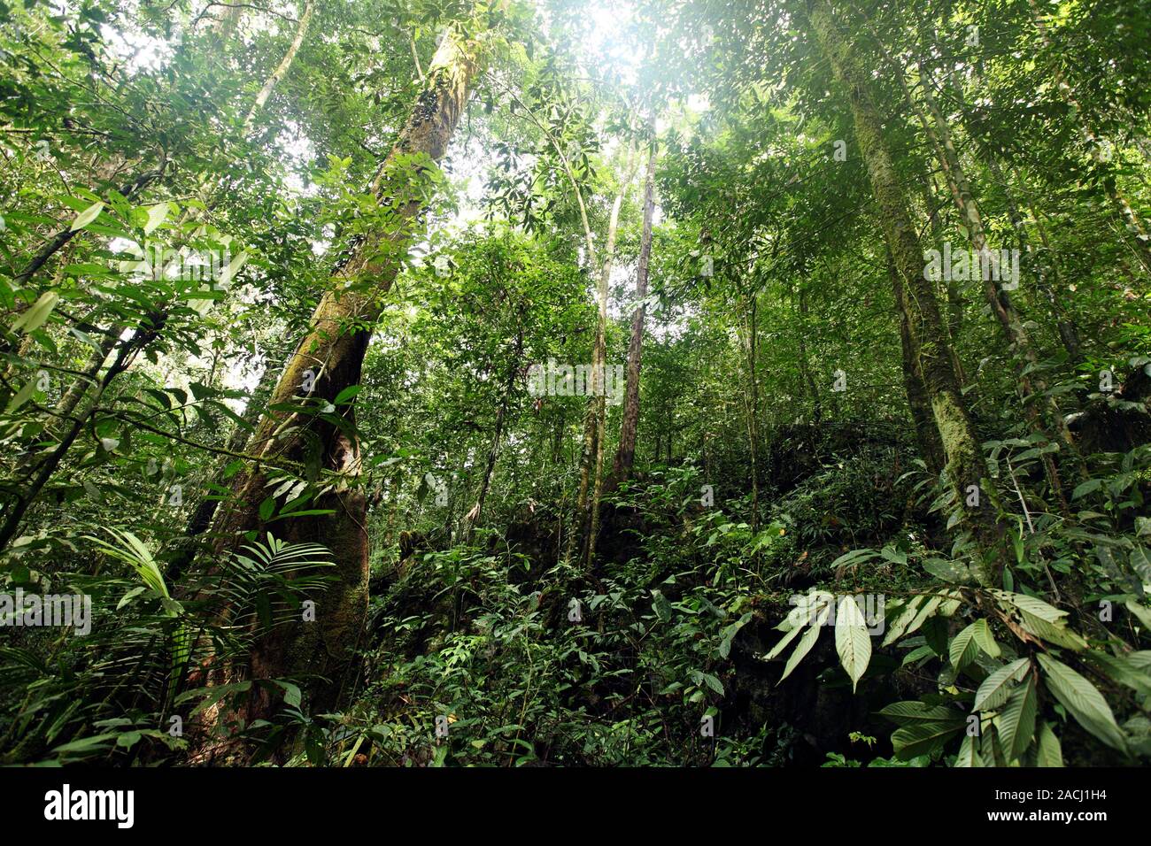 Tropical rainforest. Photographed in Sarawak, the Malaysian part of the ...