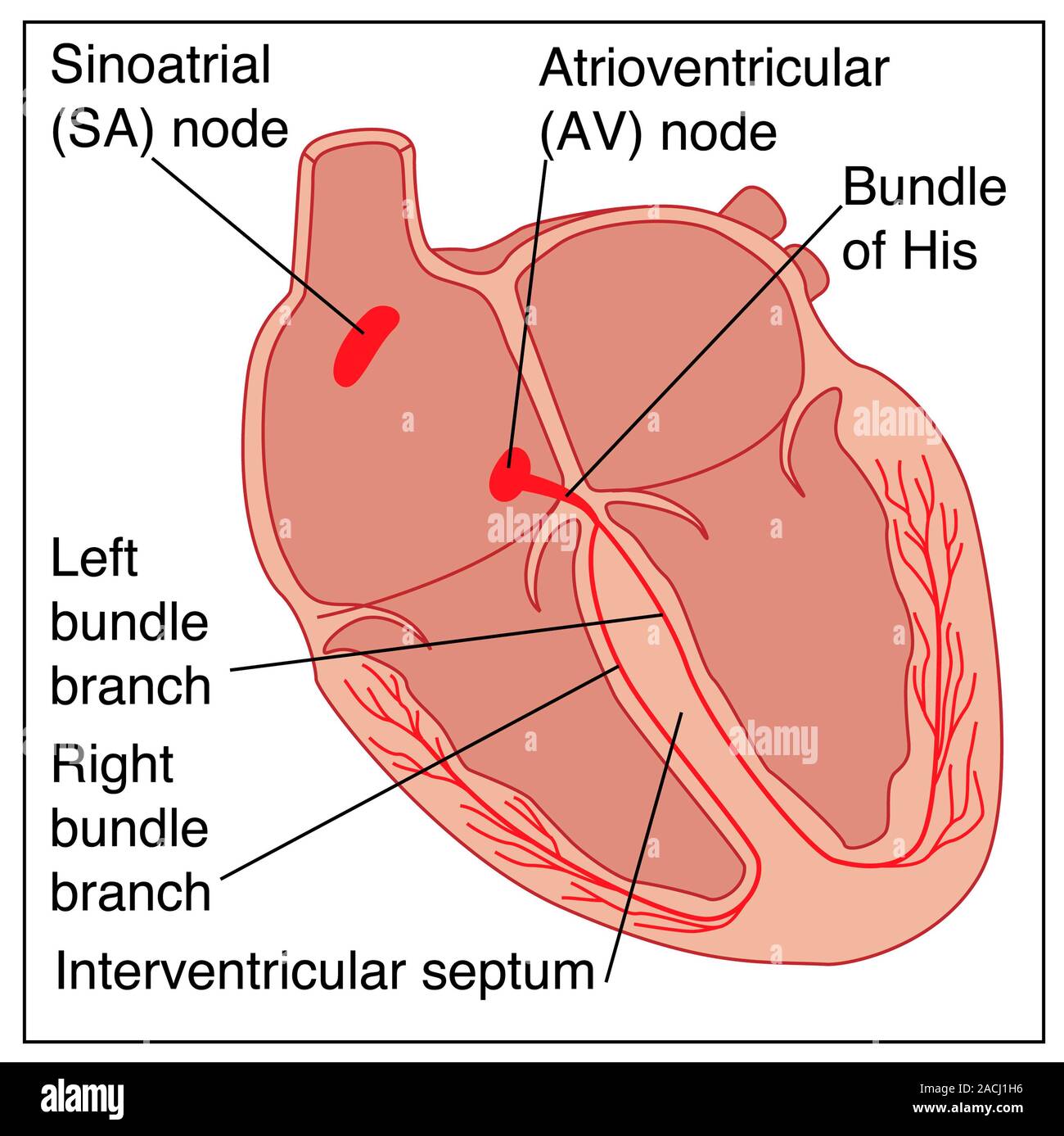 Heart conduction system. Artwork showing the impulse conduction system ...