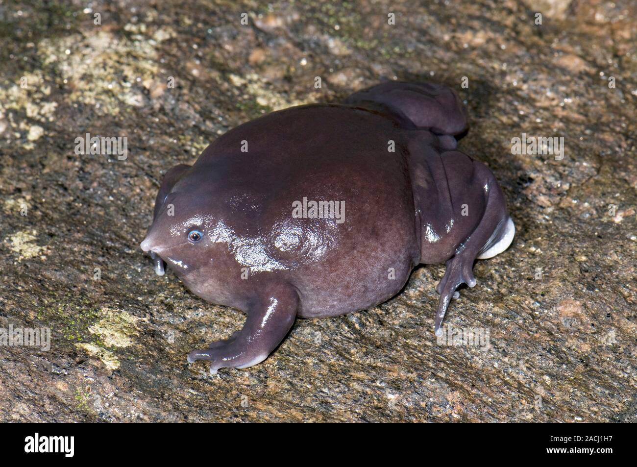 Pignose frog (Nasikabatrachus sahyadrensis) on a rock. This species of ...