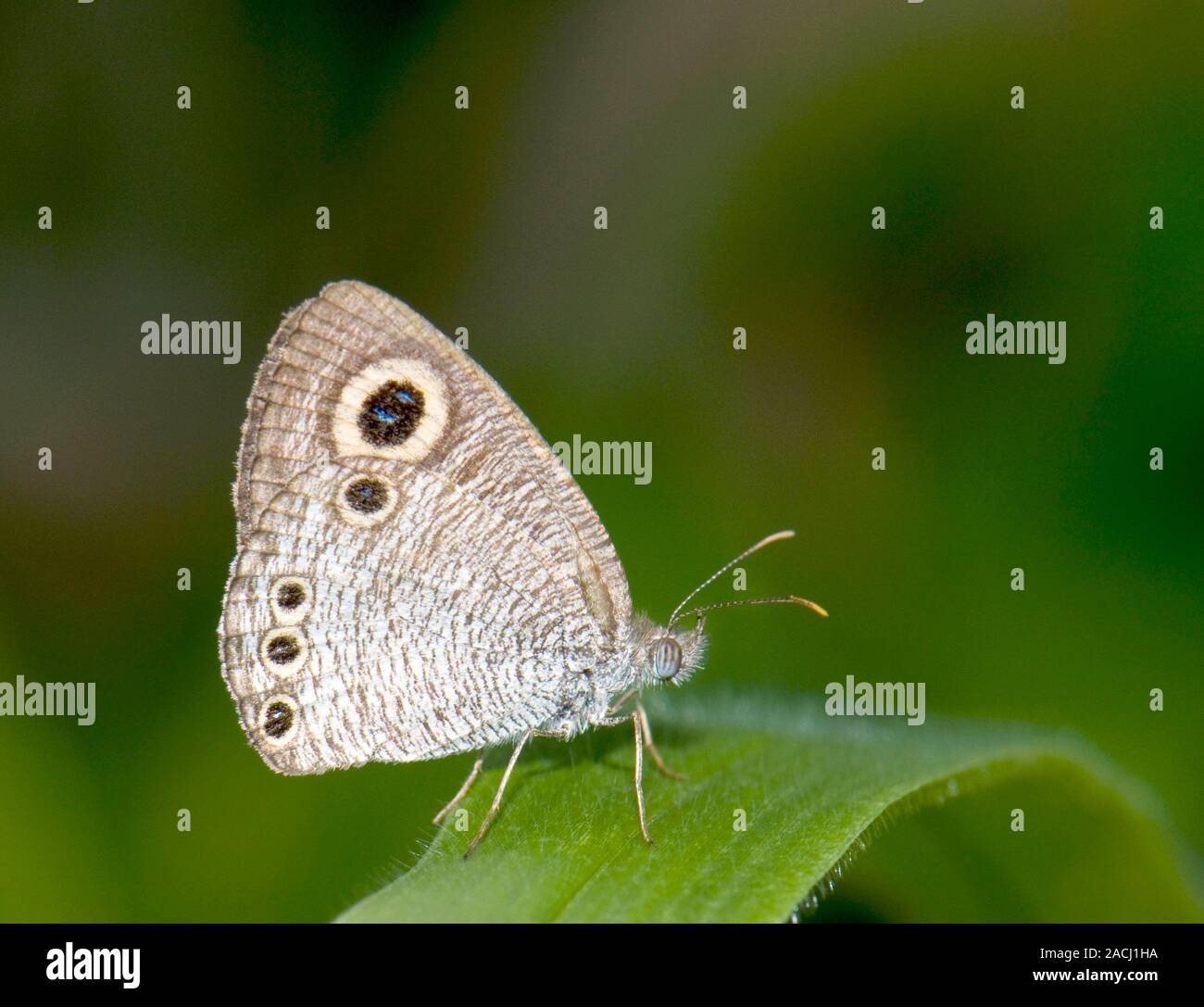Common four-ring butterfly (Ypthima huebneri) on a leaf Stock Photo - Alamy